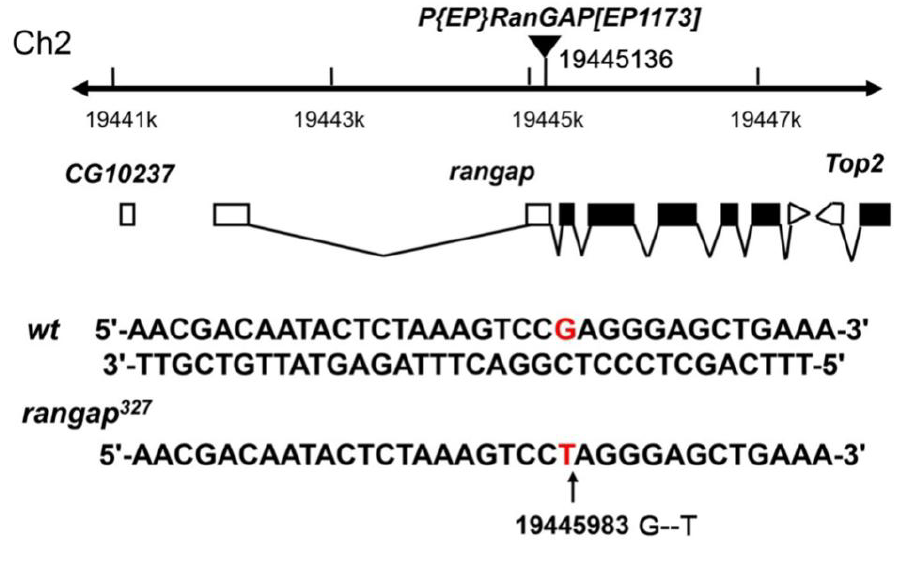 Index of flybase/associated_files/