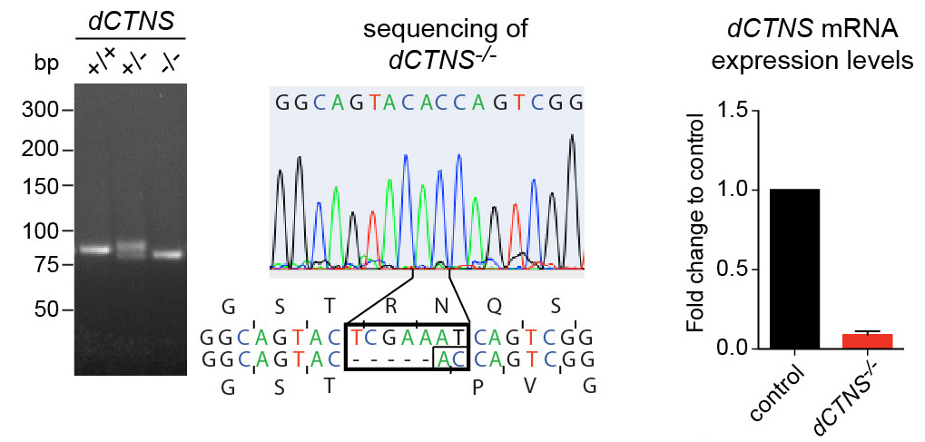 Index of flybase/associated_files/
